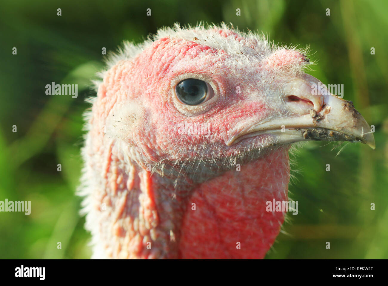 White young turkey on a farm Stock Photo - Alamy