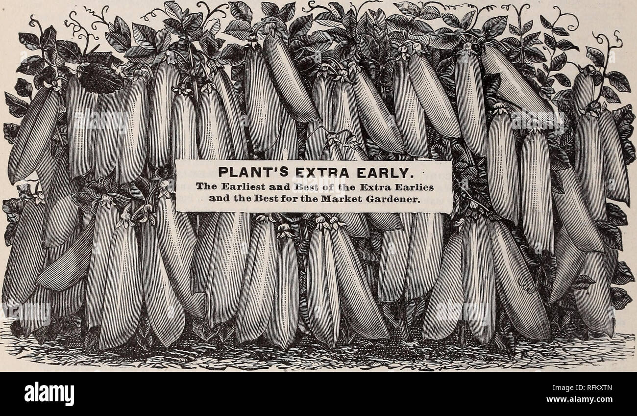 . Seeds for the garden, farm, & field : vegetable, farm, flower seeds ...