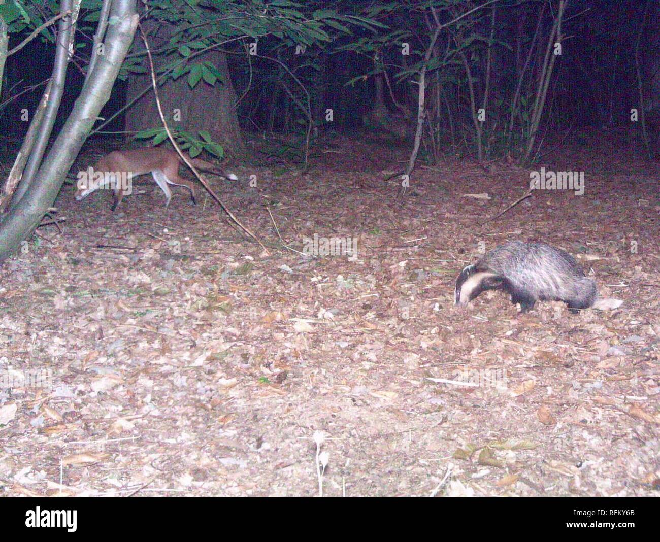 Badger trail hi-res stock photography and images - Alamy