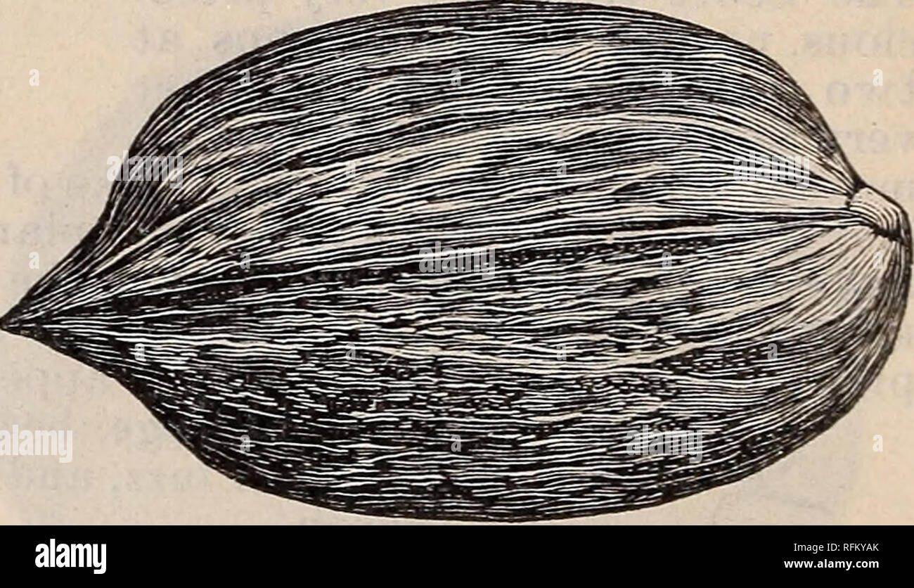 Walnut blight hi-res stock photography and images - Alamy