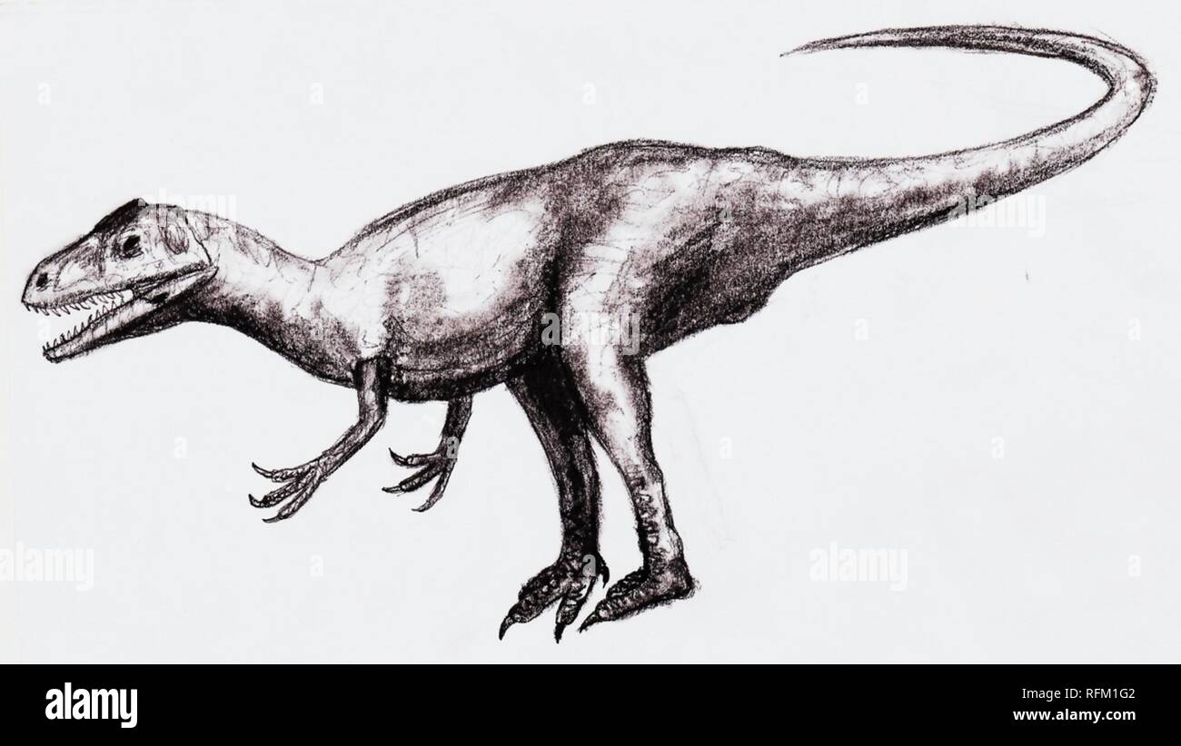 Bahariasaurus hi-res stock photography and images - Alamy