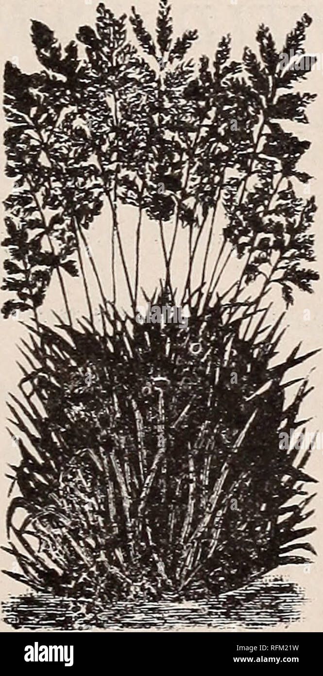 Corn maize pueblo hi-res stock photography and images - Alamy