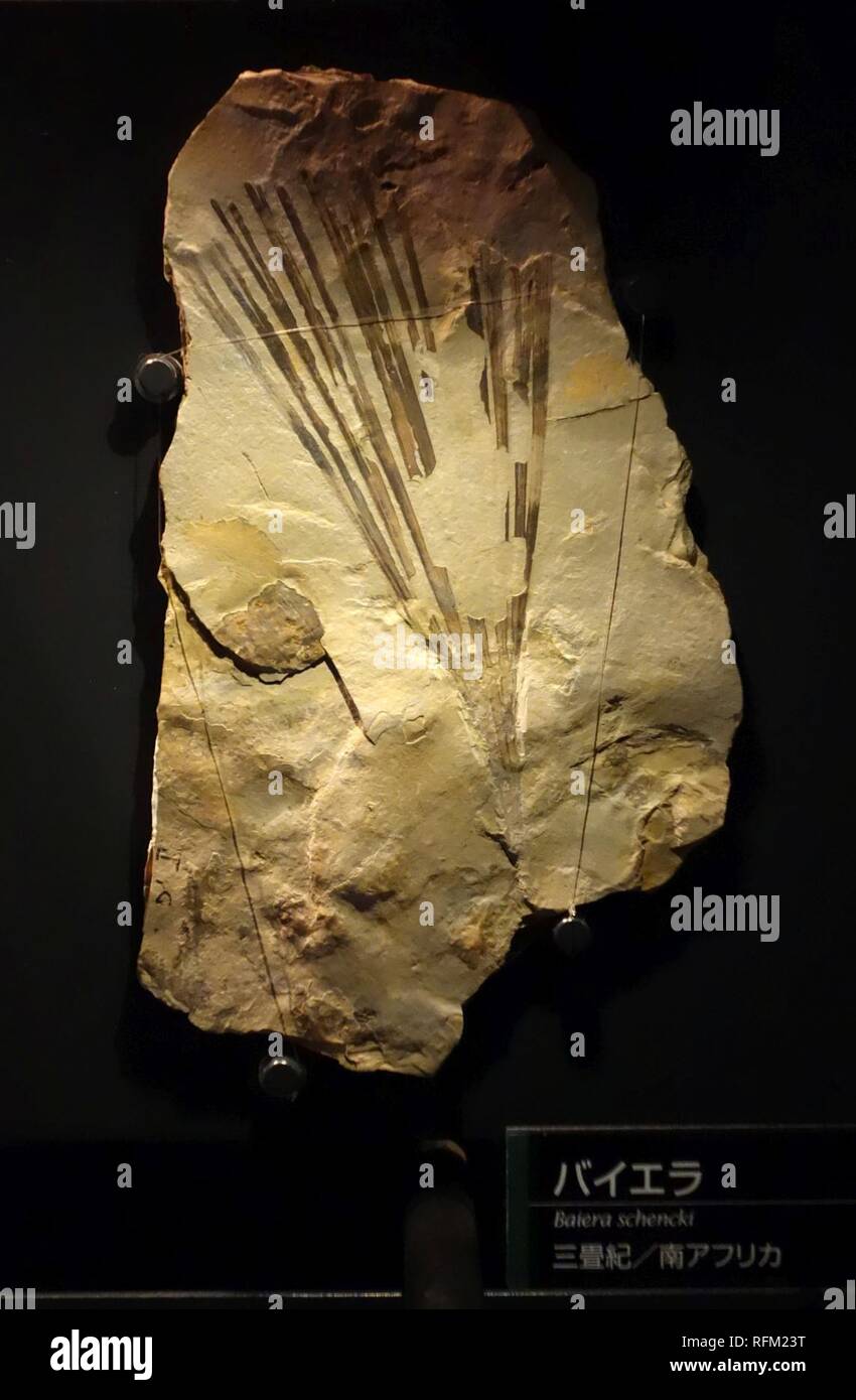 Baiera hi-res stock photography and images - Alamy