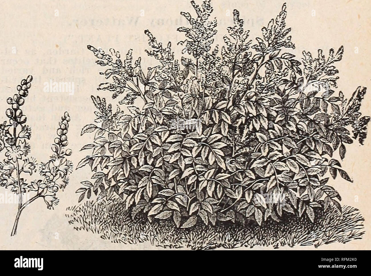 Guava Flower Drawing