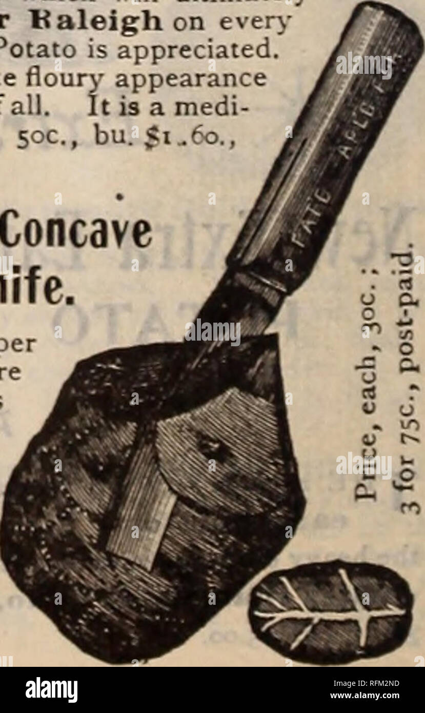 Sir walter raleigh potato hi-res stock photography and images - Alamy