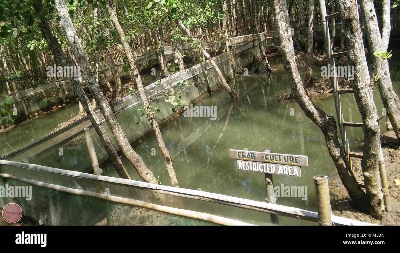 Bakhawan Eco Park, Kalibo, Aklan (1 Stock Photo - Alamy