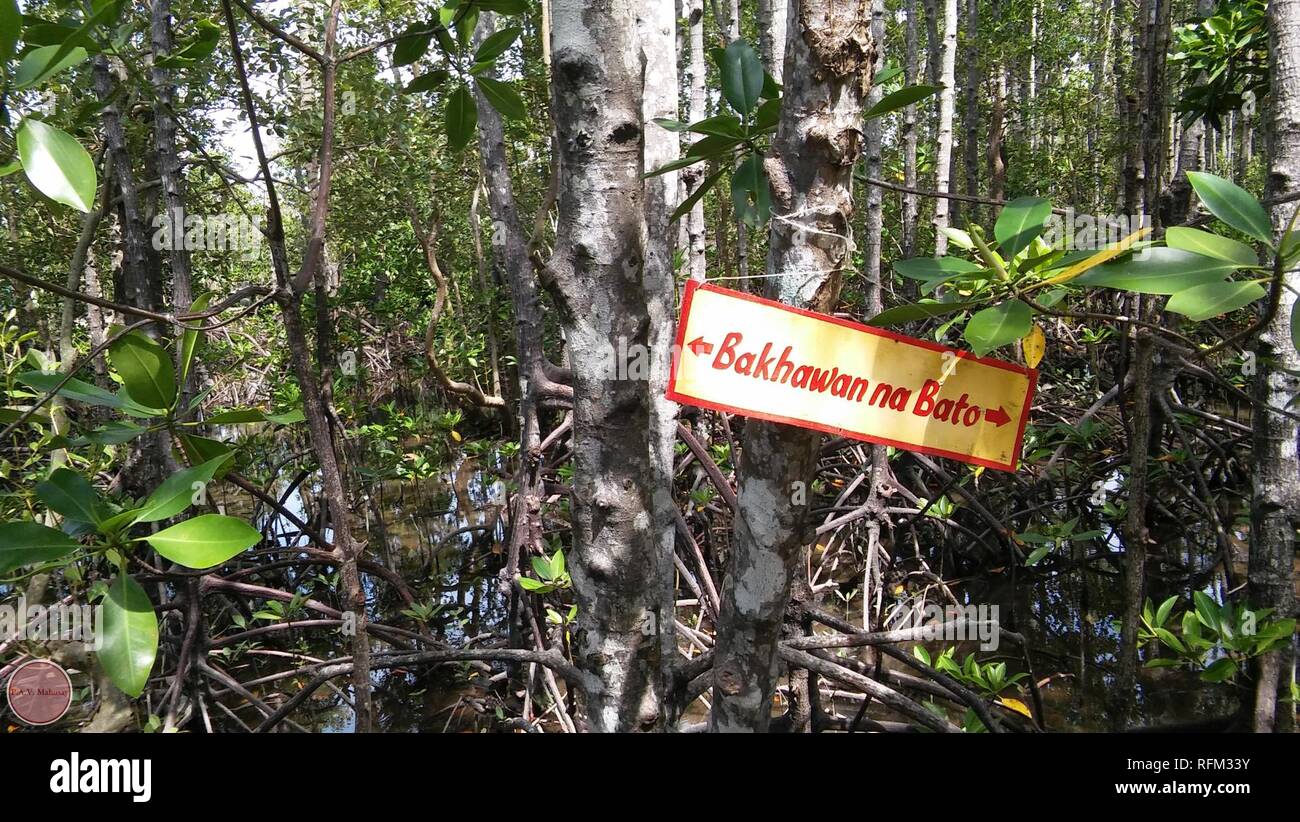 Bakhawan Eco Park, Kalibo, Aklan (3 Stock Photo - Alamy