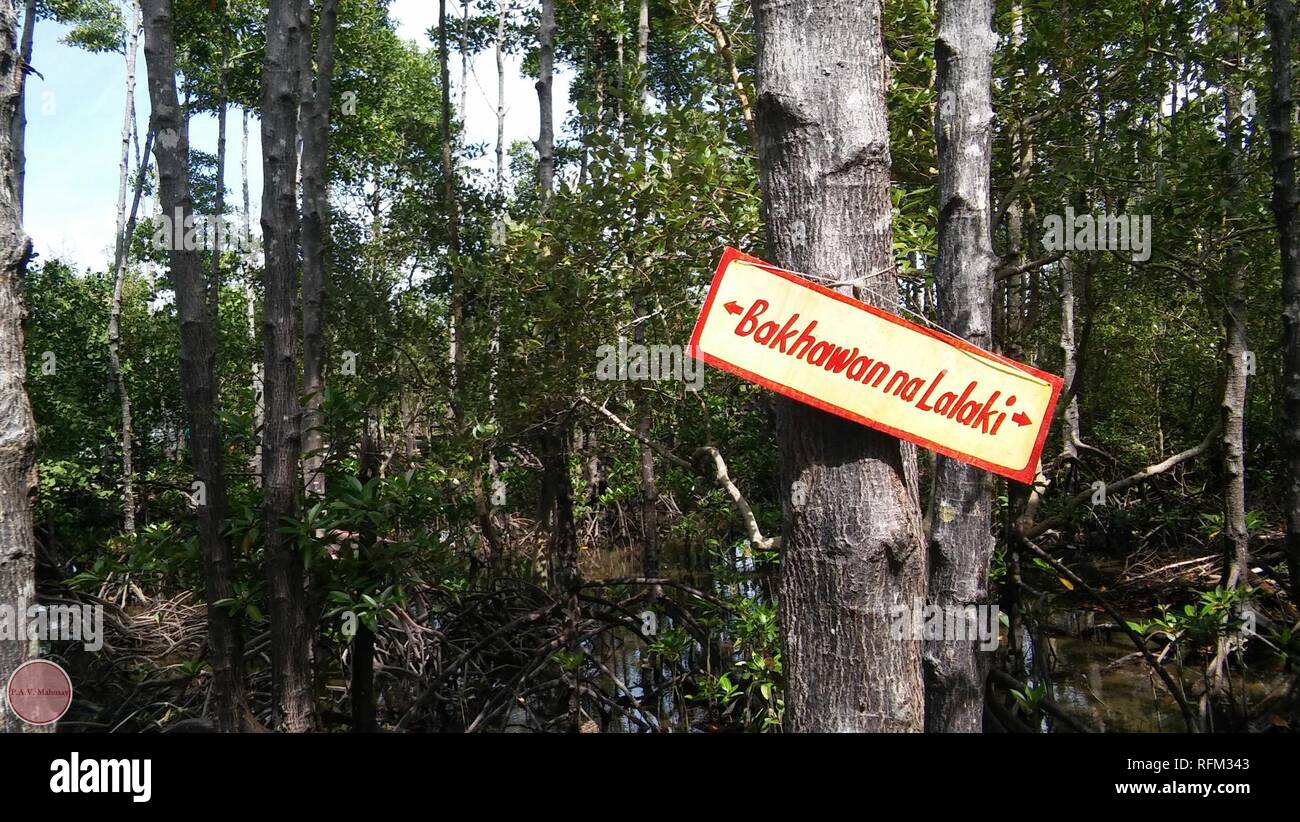 Bakhawan Eco Park, Kalibo, Aklan (5 Stock Photo - Alamy