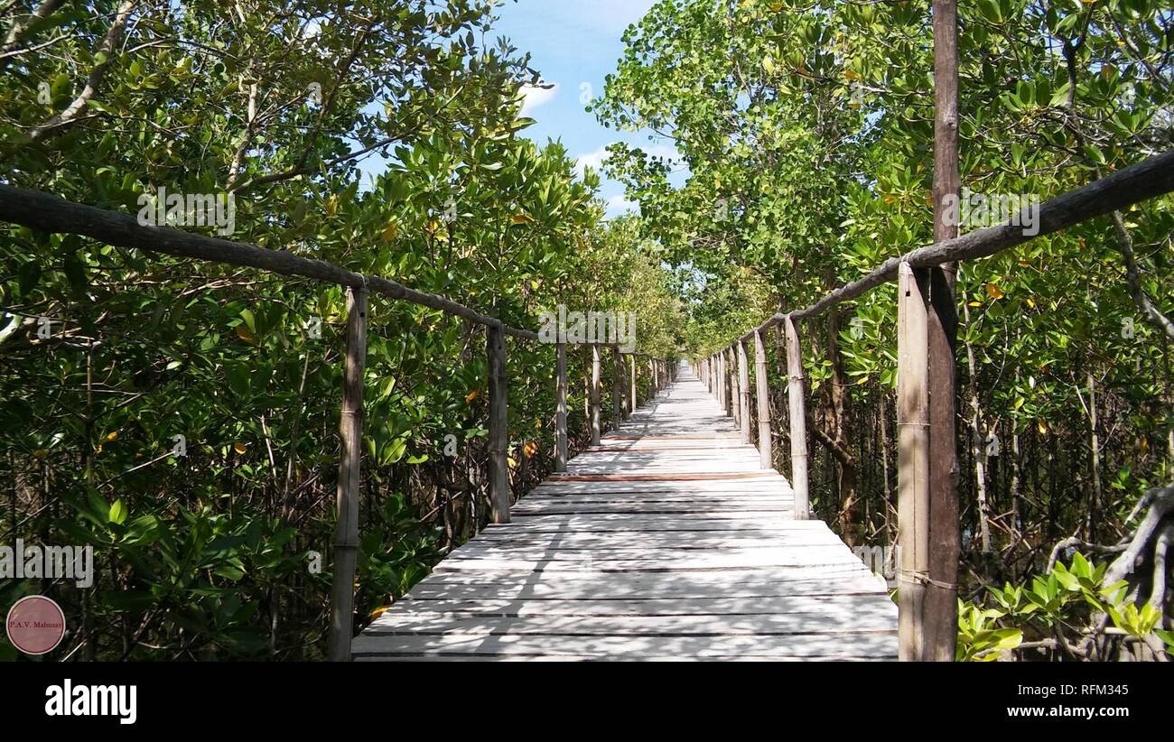 Bakhawan Eco Park, Kalibo, Aklan (6 Stock Photo - Alamy