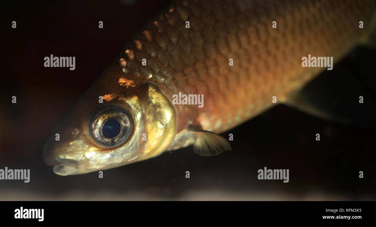 Balantiocheilos melanopterus hi-res stock photography and images - Alamy
