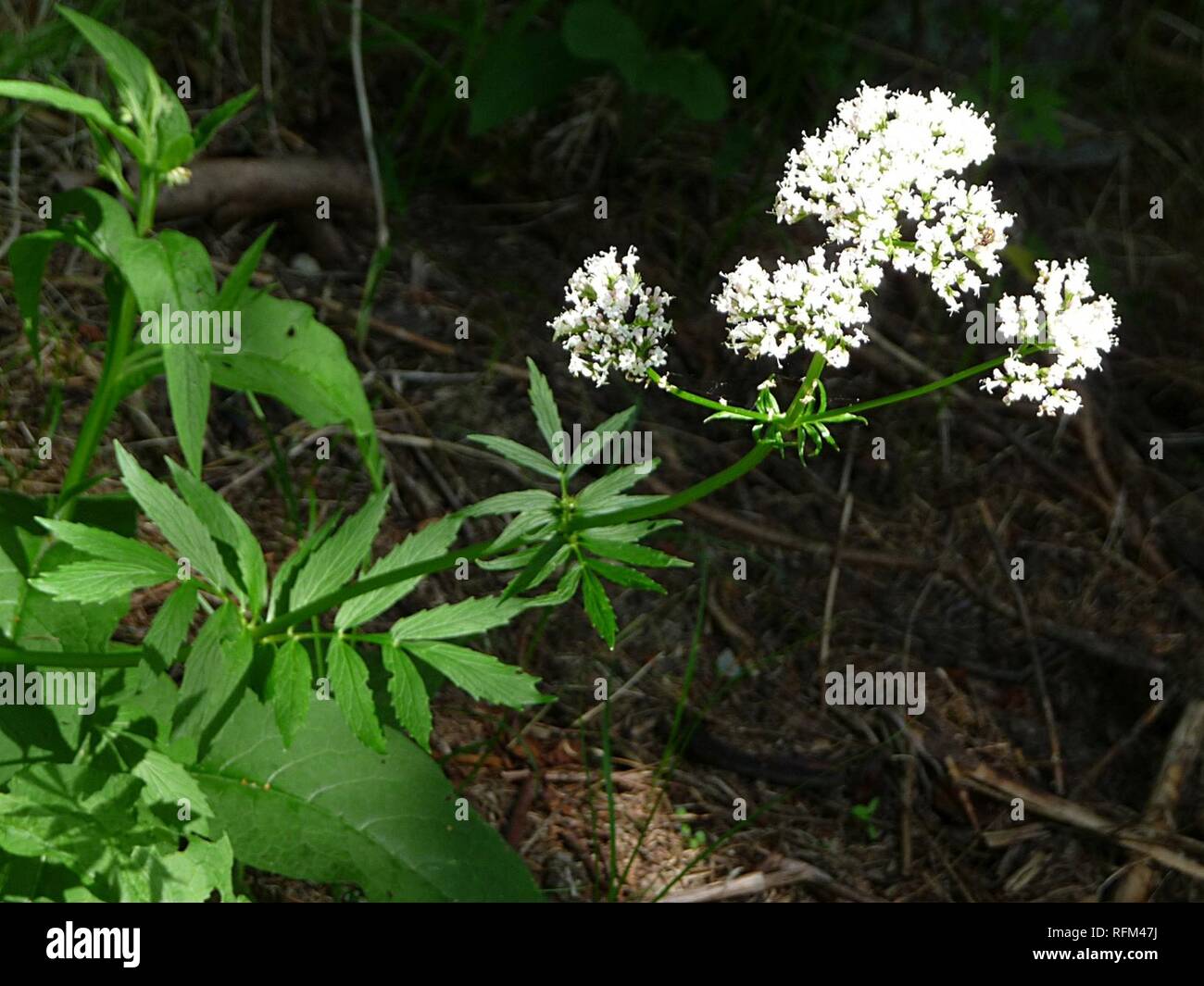 Baldrian hi-res stock photography and images - Alamy