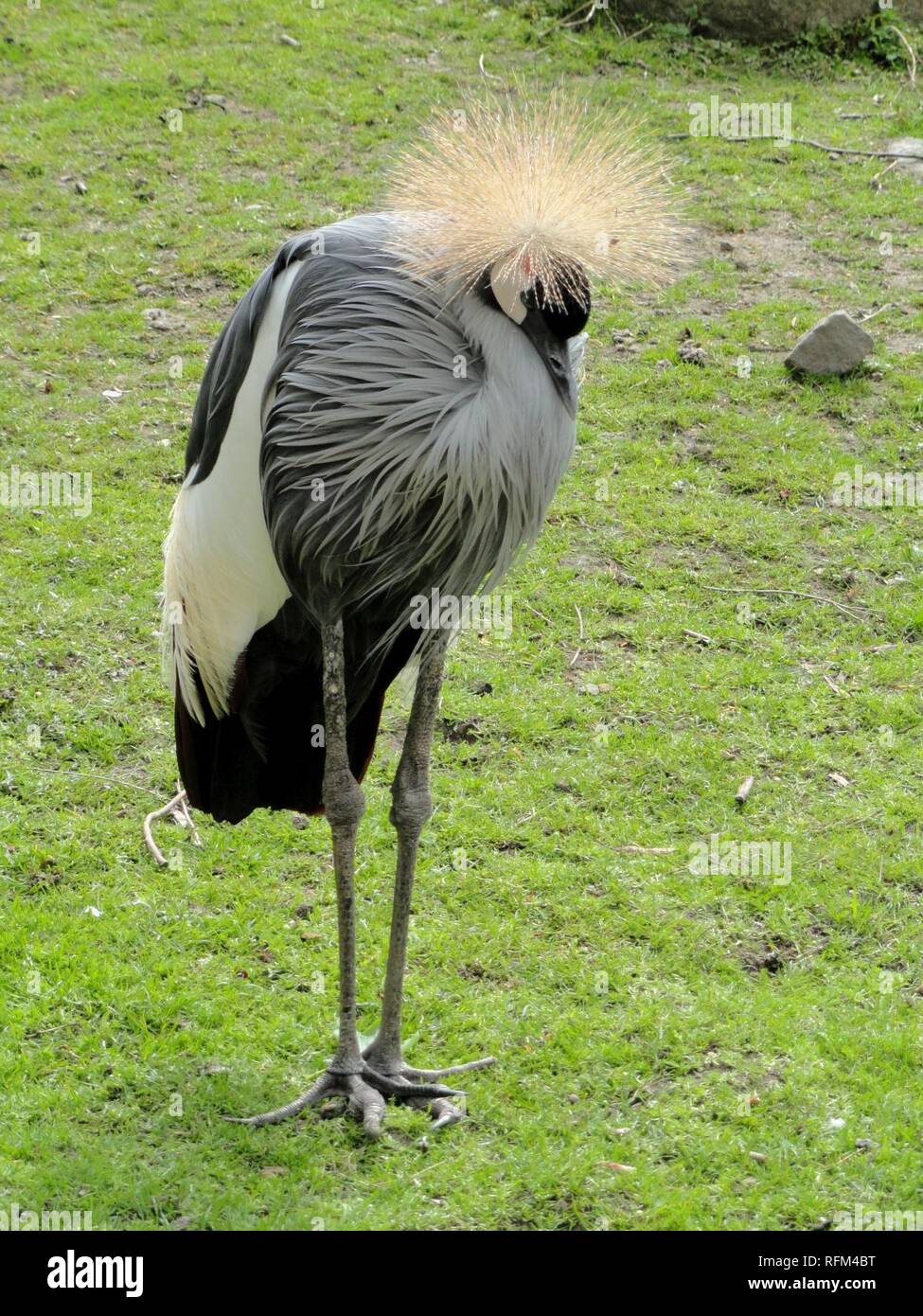 Balearica regulorum - Copenhagen Zoo Stock Photo - Alamy