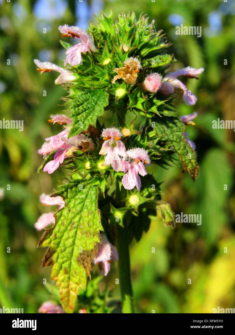 Ballota nigra hi-res stock photography and images - Alamy