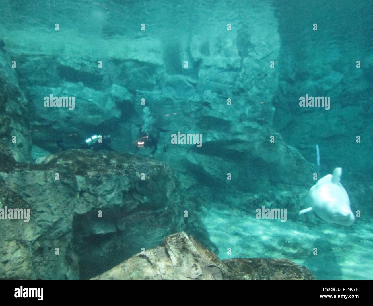 Baluga whale at Port of Nagoya Public Aquarium 1 Stock Photo - Alamy