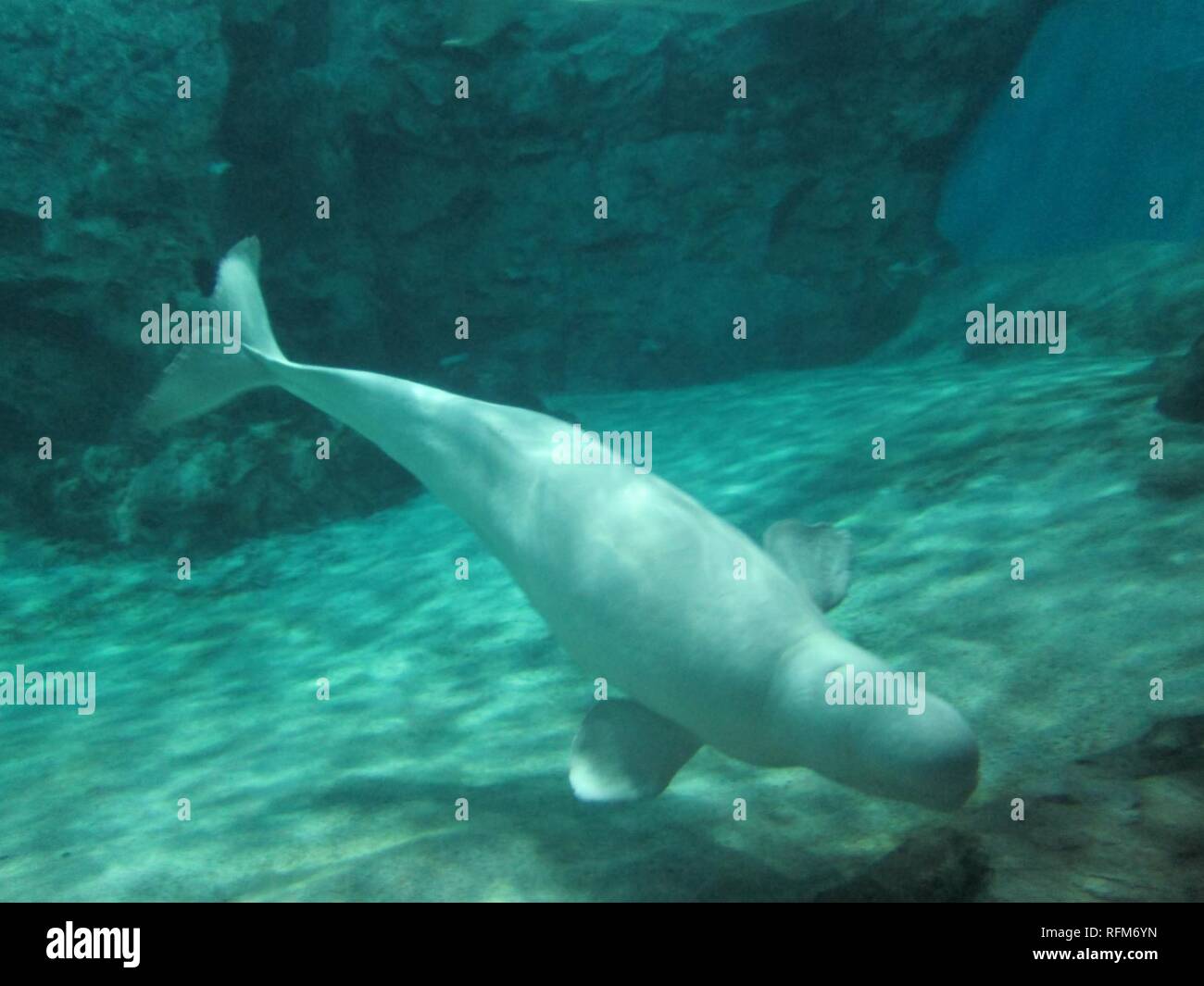 Baluga whale hi-res stock photography and images - Alamy