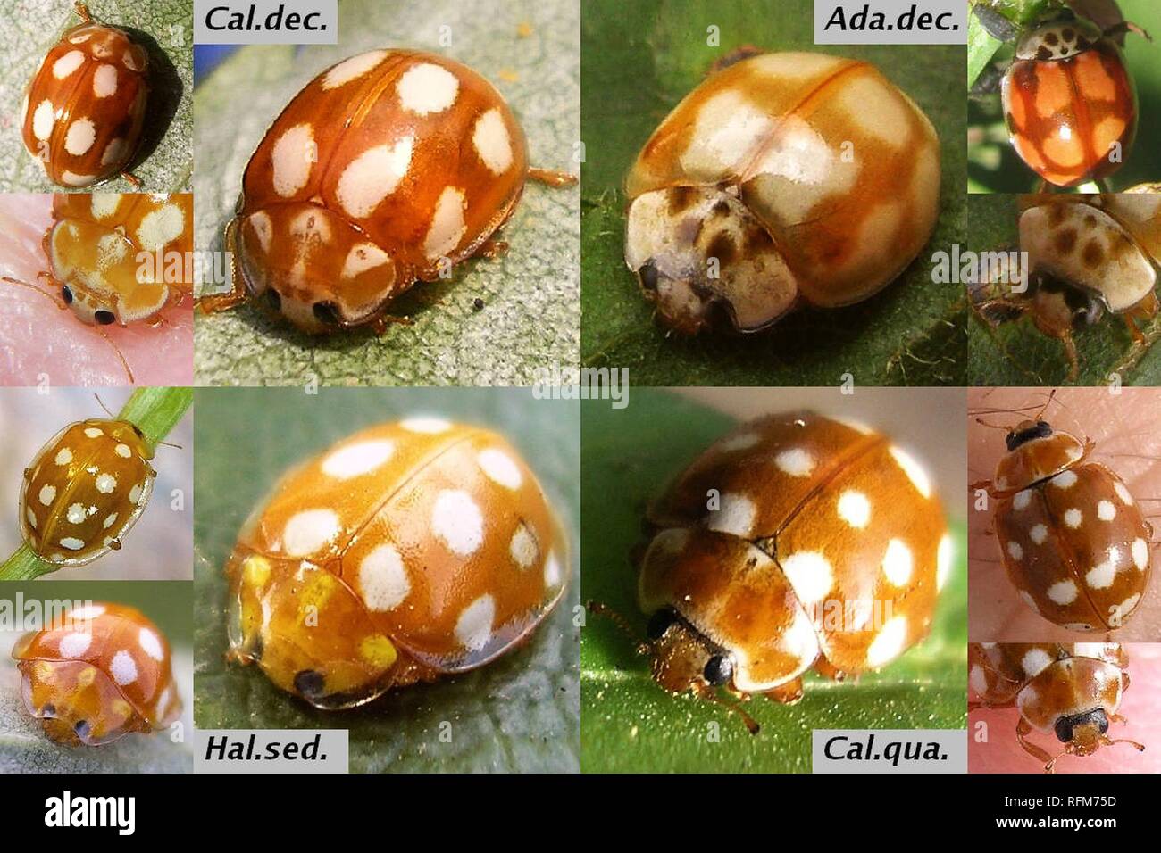 4 ladybirds hi-res stock photography and images - Alamy