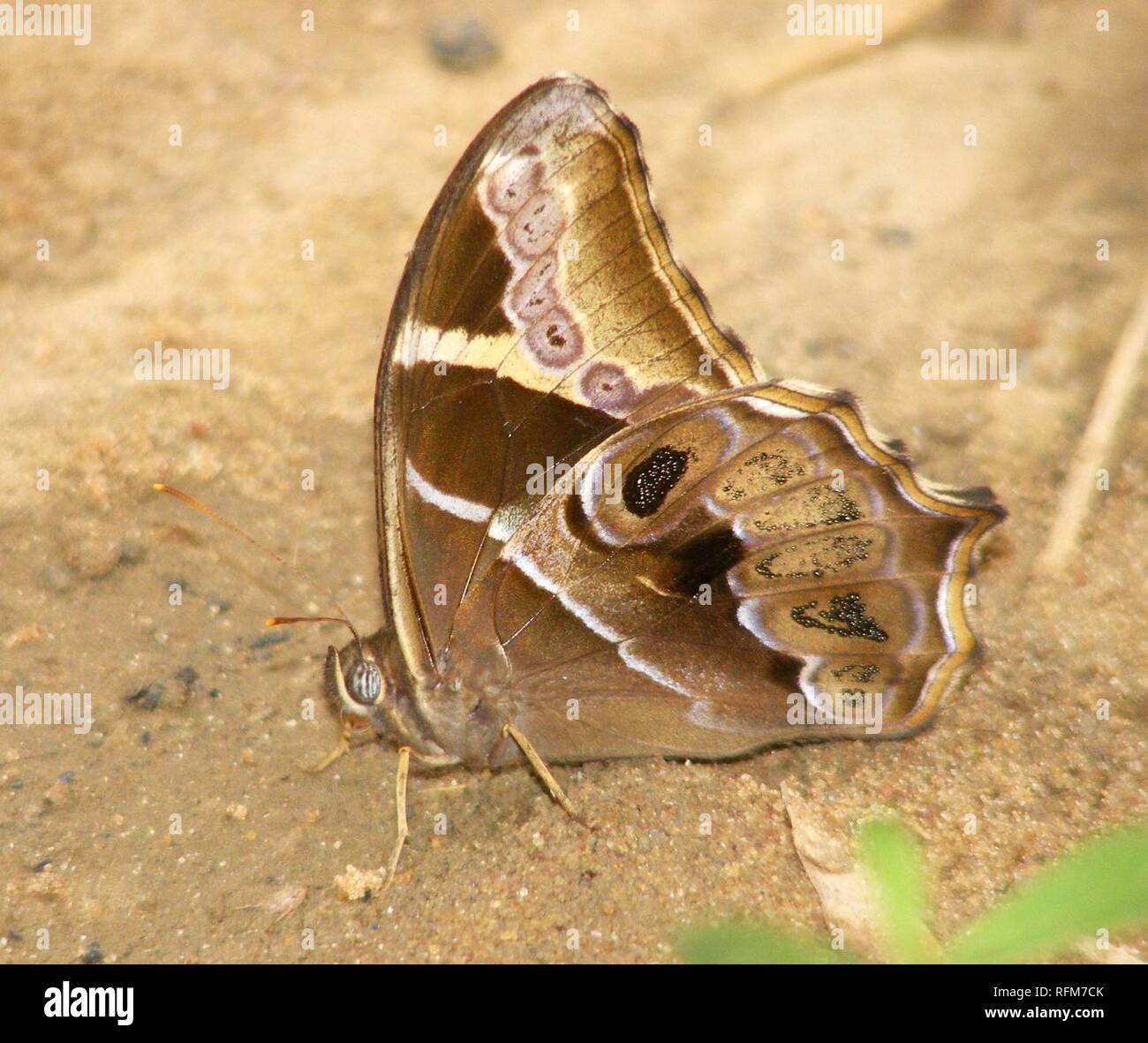 Bamboo Tree Brown (Lethe europa) (6226111253 Stock Photo - Alamy