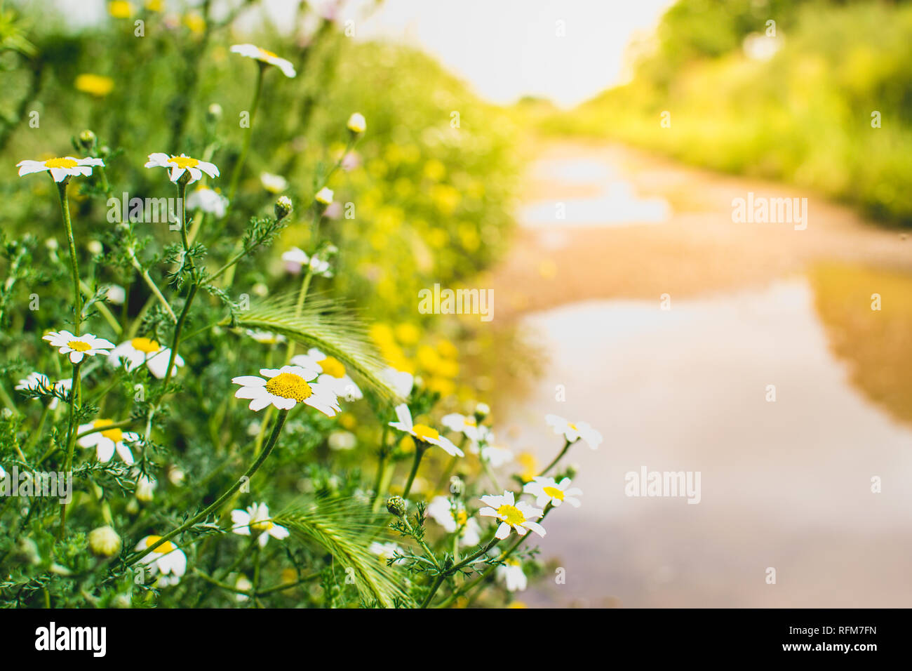 Daisy flowers by a path at sunset. Springtime background. Relaxing ...