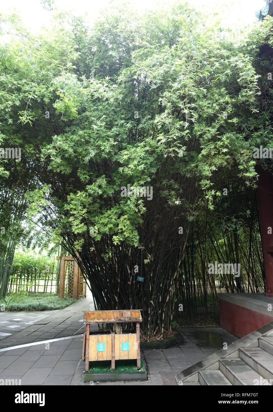 Bambusa multiplex - Wangjianglou Park - Chengdu, China Stock Photo - Alamy