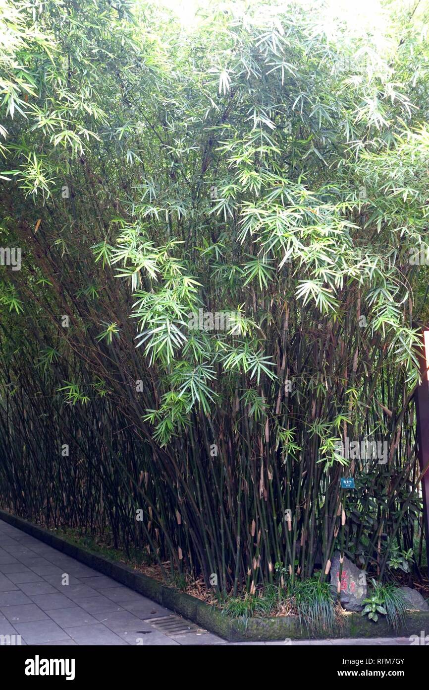 Bambusa multiplex - Wangjianglou Park - Chengdu, China Stock Photo - Alamy