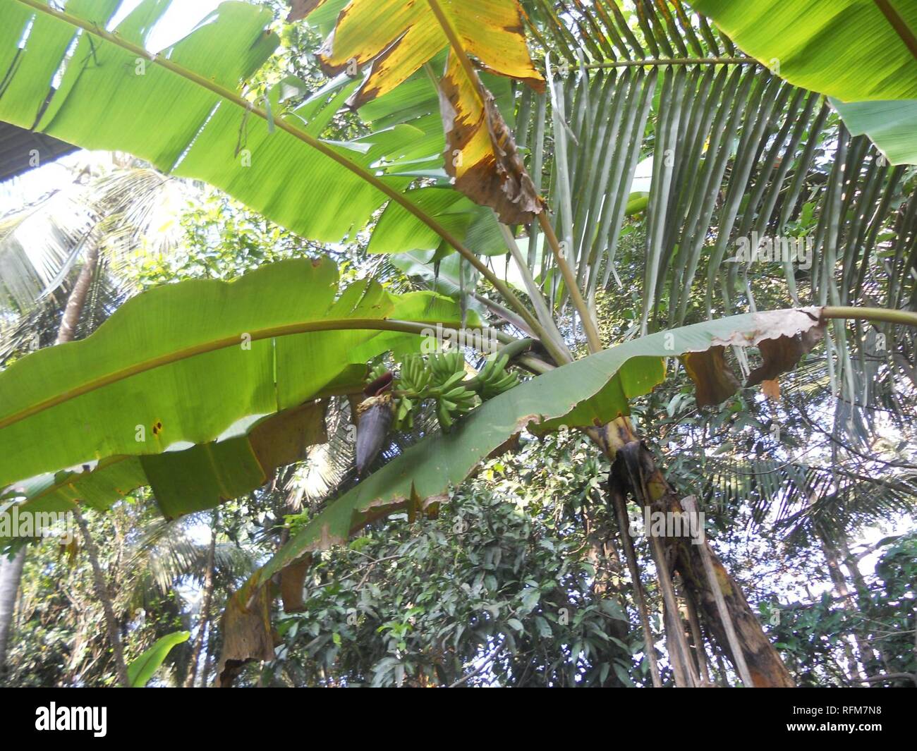 Banana 'Tree' -- 1 Stock Photo - Alamy