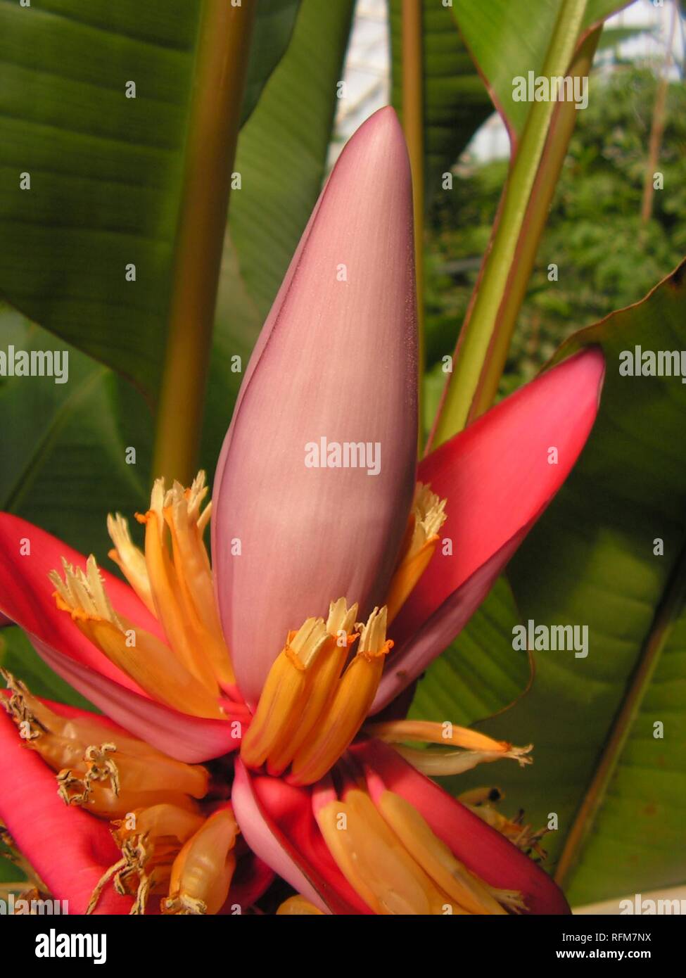 Banana tree in bloom Stock Photo - Alamy