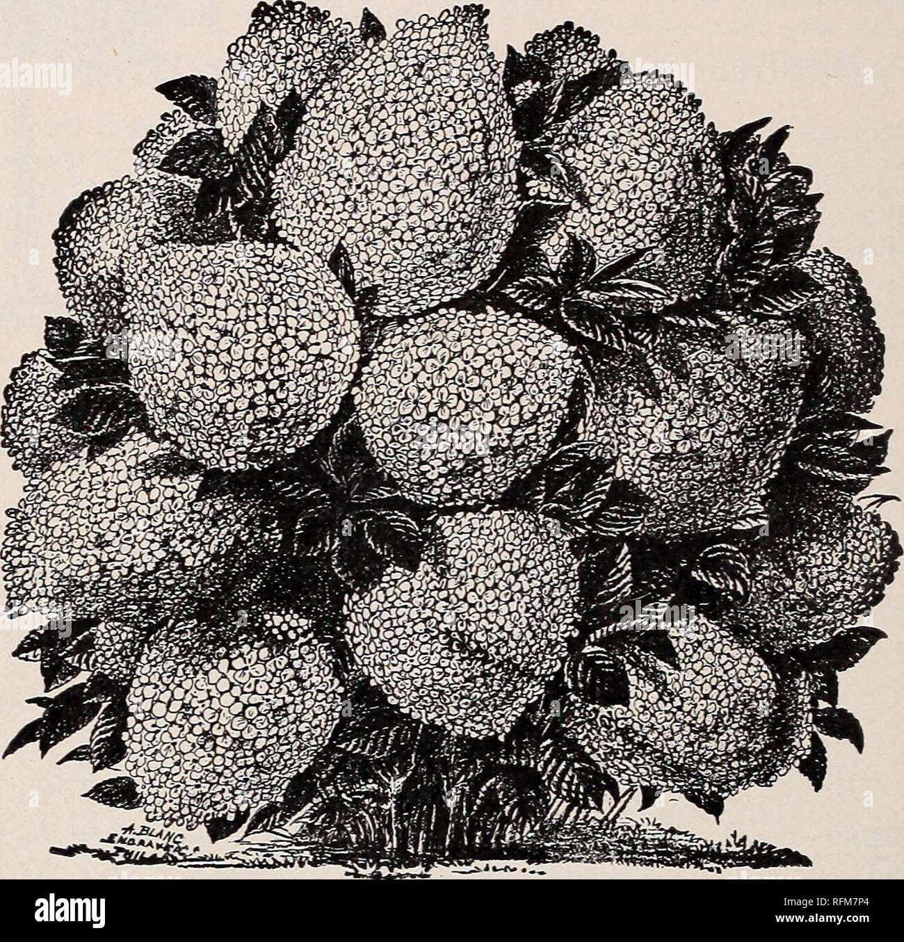 Large leaved spindle hi-res stock photography and images - Alamy