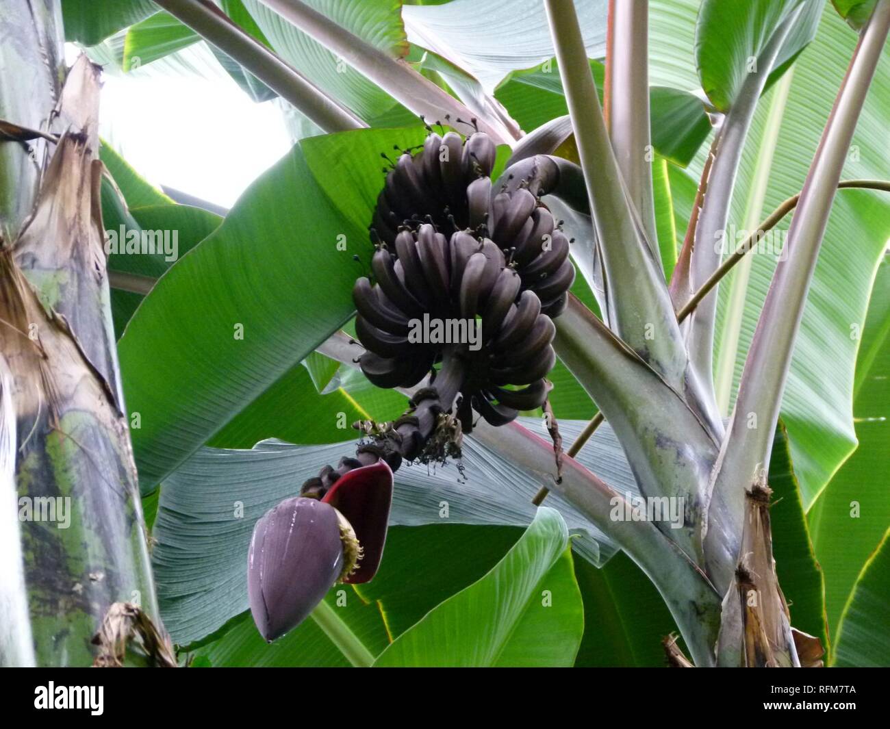 Bananier hi-res stock photography and images - Alamy