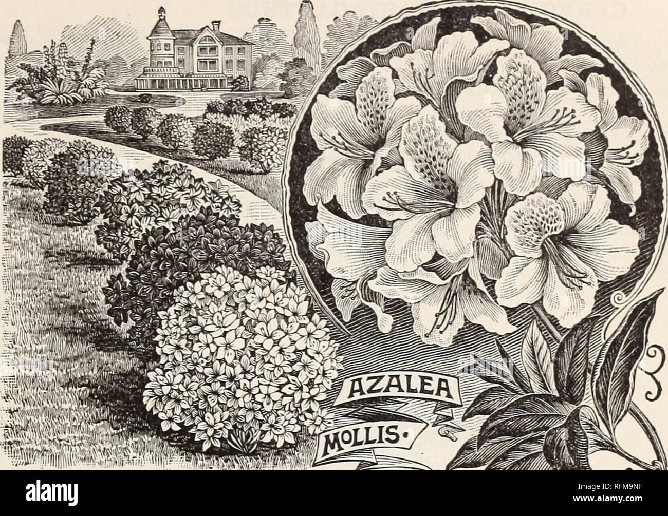 Yellow dwarf azalea hi-res stock photography and images - Alamy