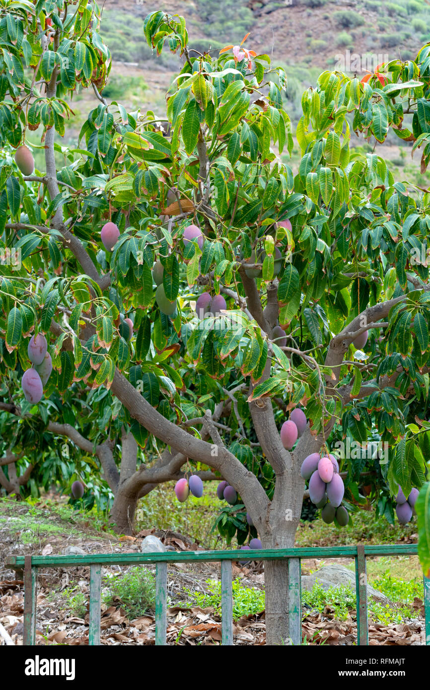Tropical mango tree with big ripe mango fruits growing in orchard on ...