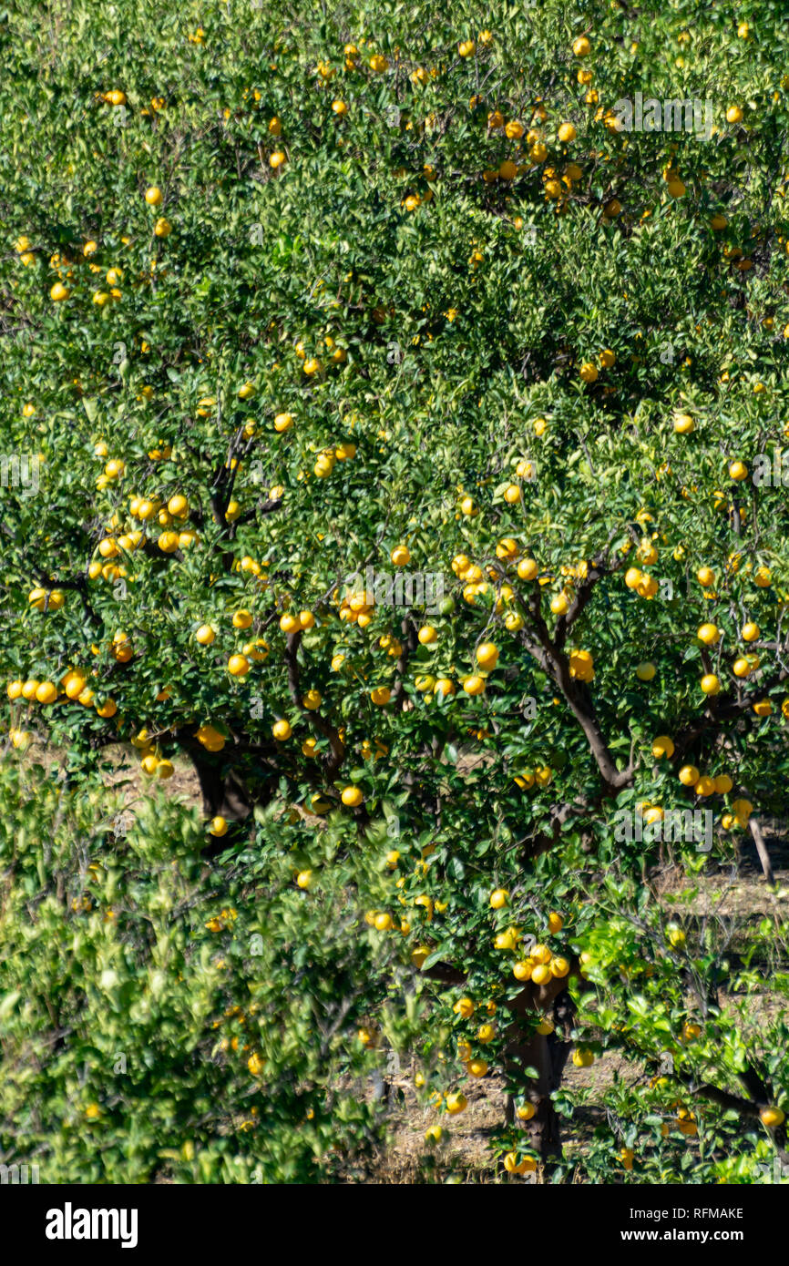 Tasty navel oranges plantation with many orange citrus fruits hanging ...