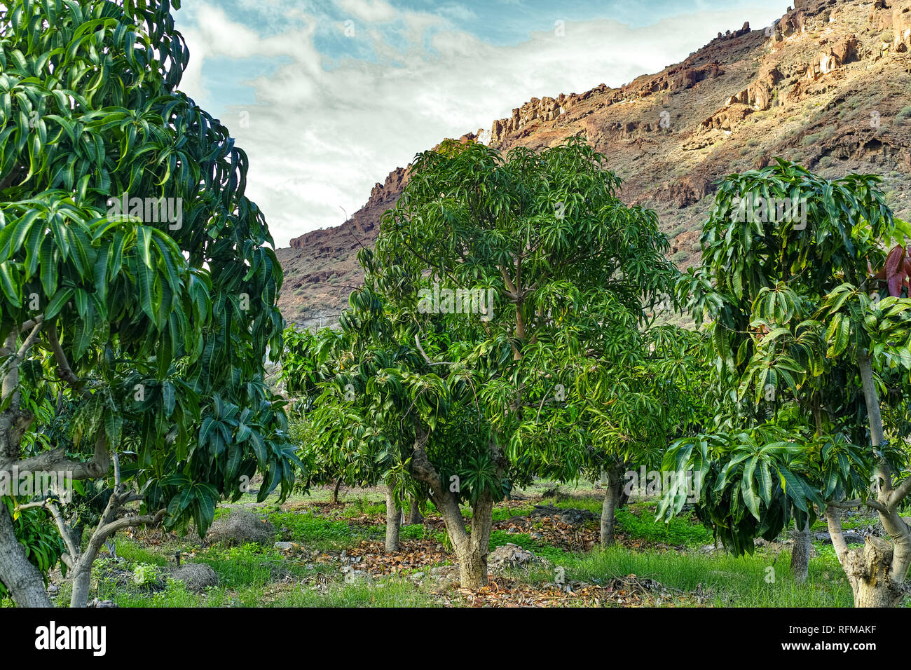 Tropical mango tree after harvesting growing in orchard on Gran Canaria ...