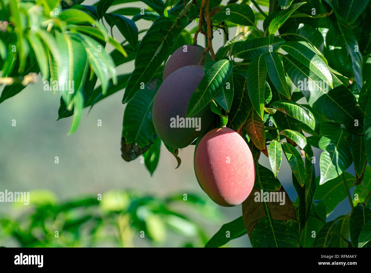 Tropical mango tree with big ripe mango fruits growing in orchard on ...
