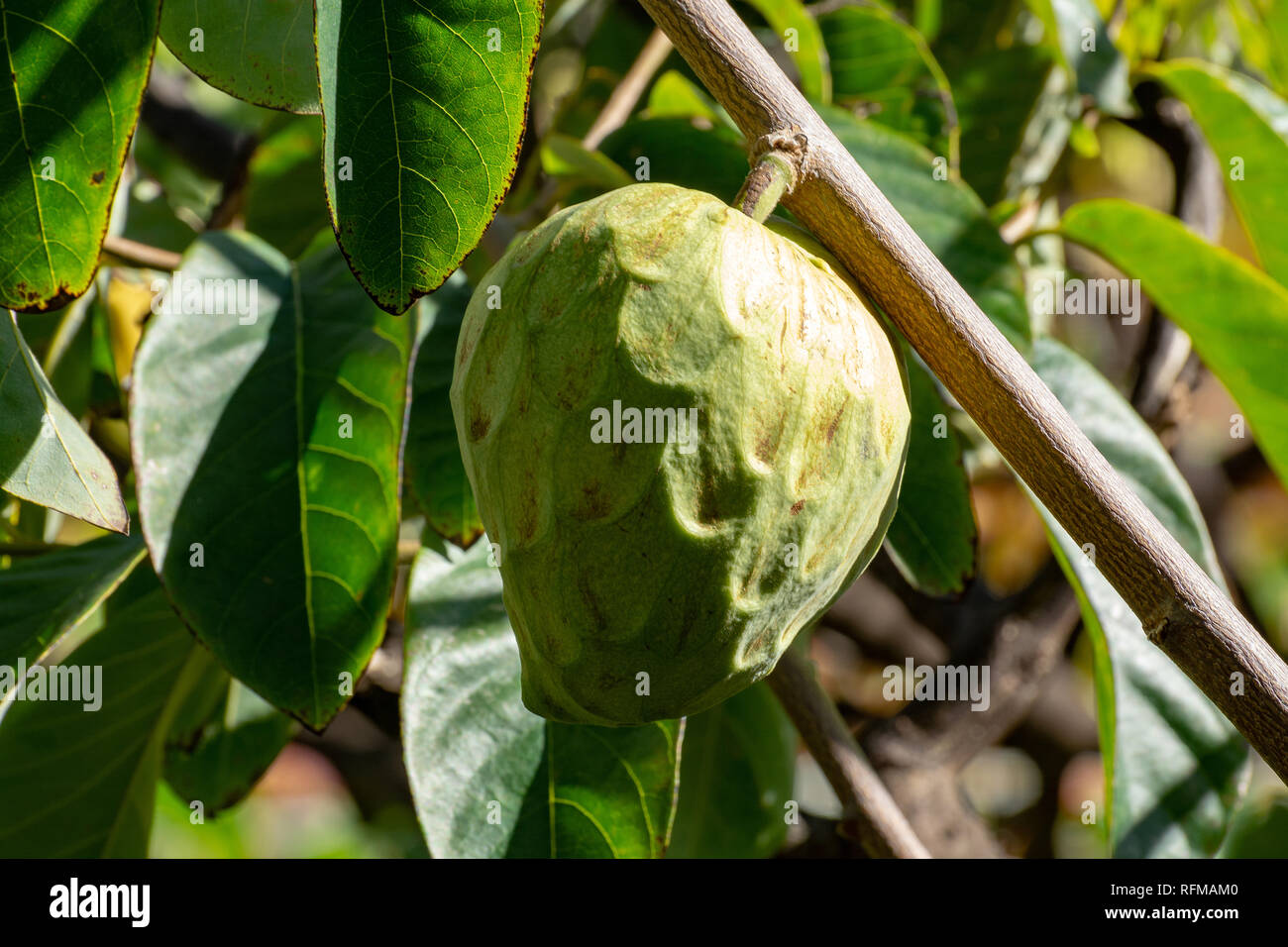 Green ripe cherimoya or ice cream exotic fruit with tasty fruit flavor ...