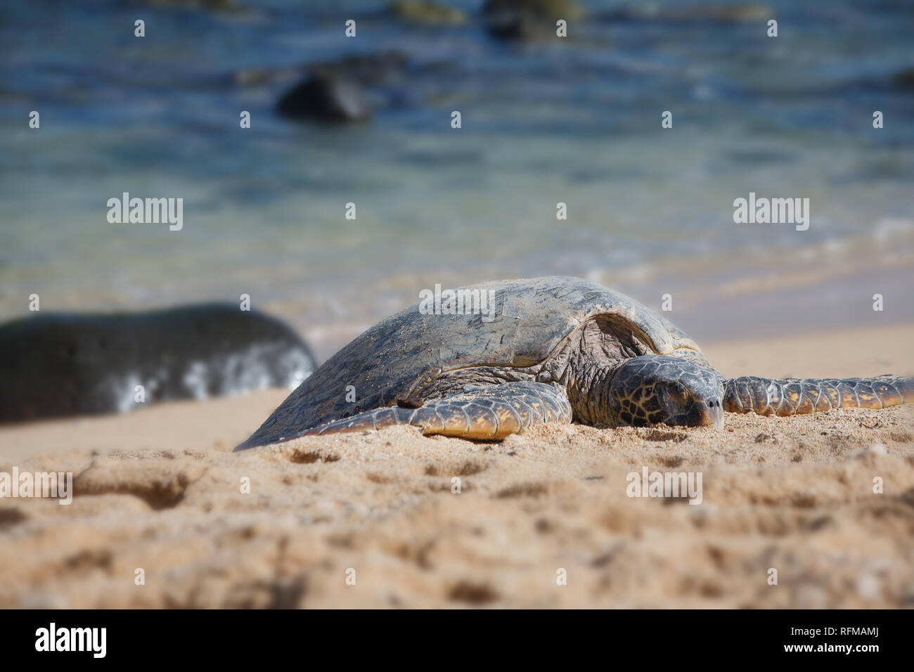 Hawaiian Green Sea Turtle in Maui, HI Stock Photo - Alamy