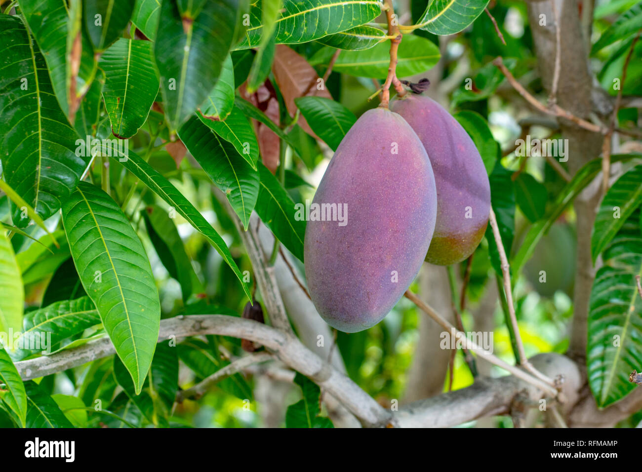 Tropical mango tree with big ripe mango fruits growing in orchard on ...