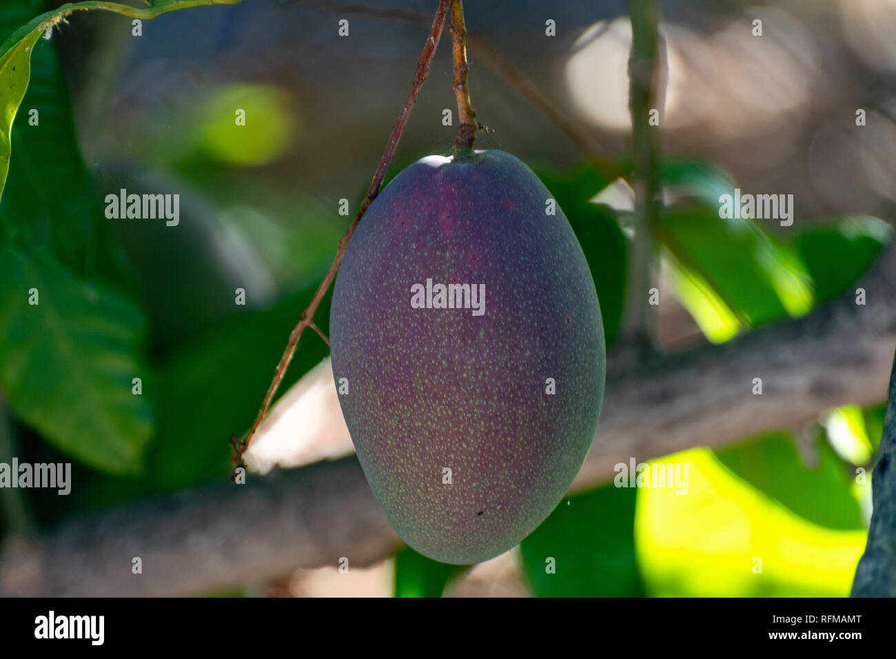 Tropical mango tree with big ripe mango fruits growing in orchard on ...