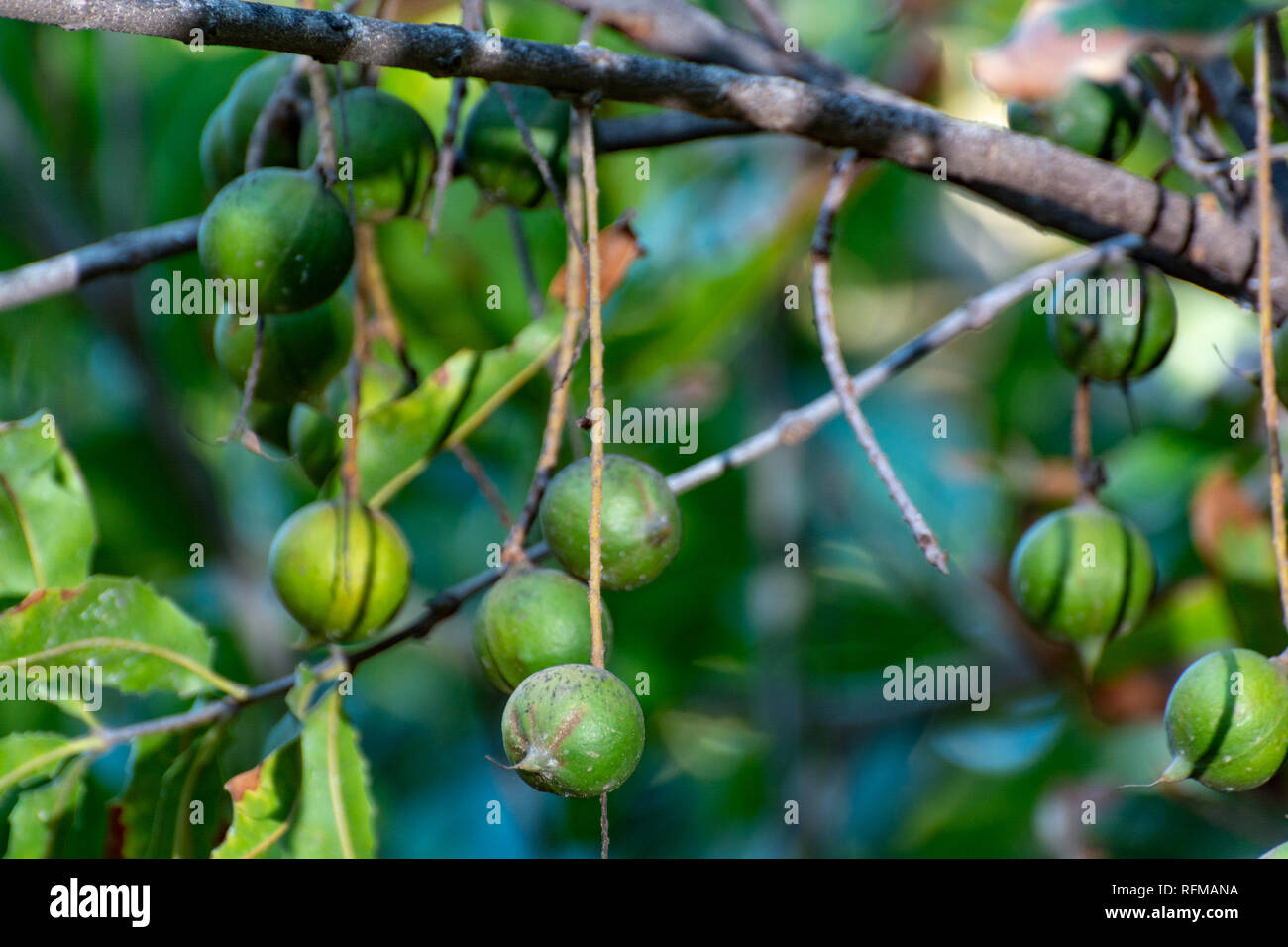 Macadamia nuts new zealand hi-res stock photography and images - Alamy