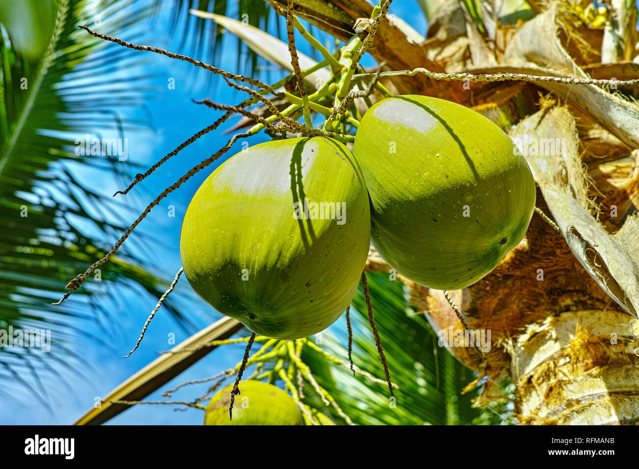 Big ripe coconuts hanging on coconut palm tree close up ready for ... Big ripe coconuts hanging on coconut palm tree close up ready for ...