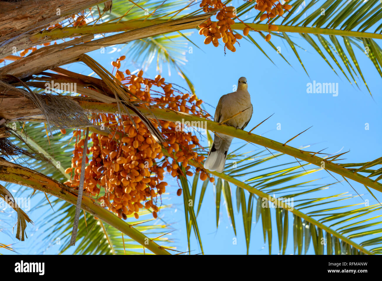 Bunch of barhi dates fruits growing on palm tree and grey Canarian ...