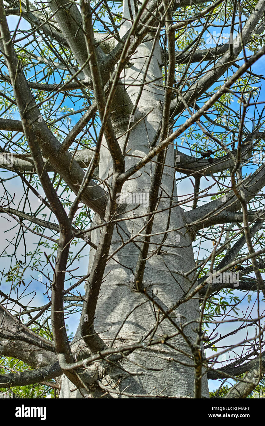Growing big baobab tree in botanical garden Maspalonas, Gag Canaria ...