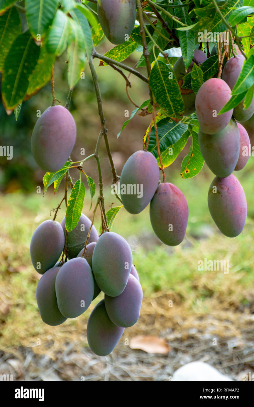 Tropical mango tree with big ripe mango fruits growing in orchard on ...
