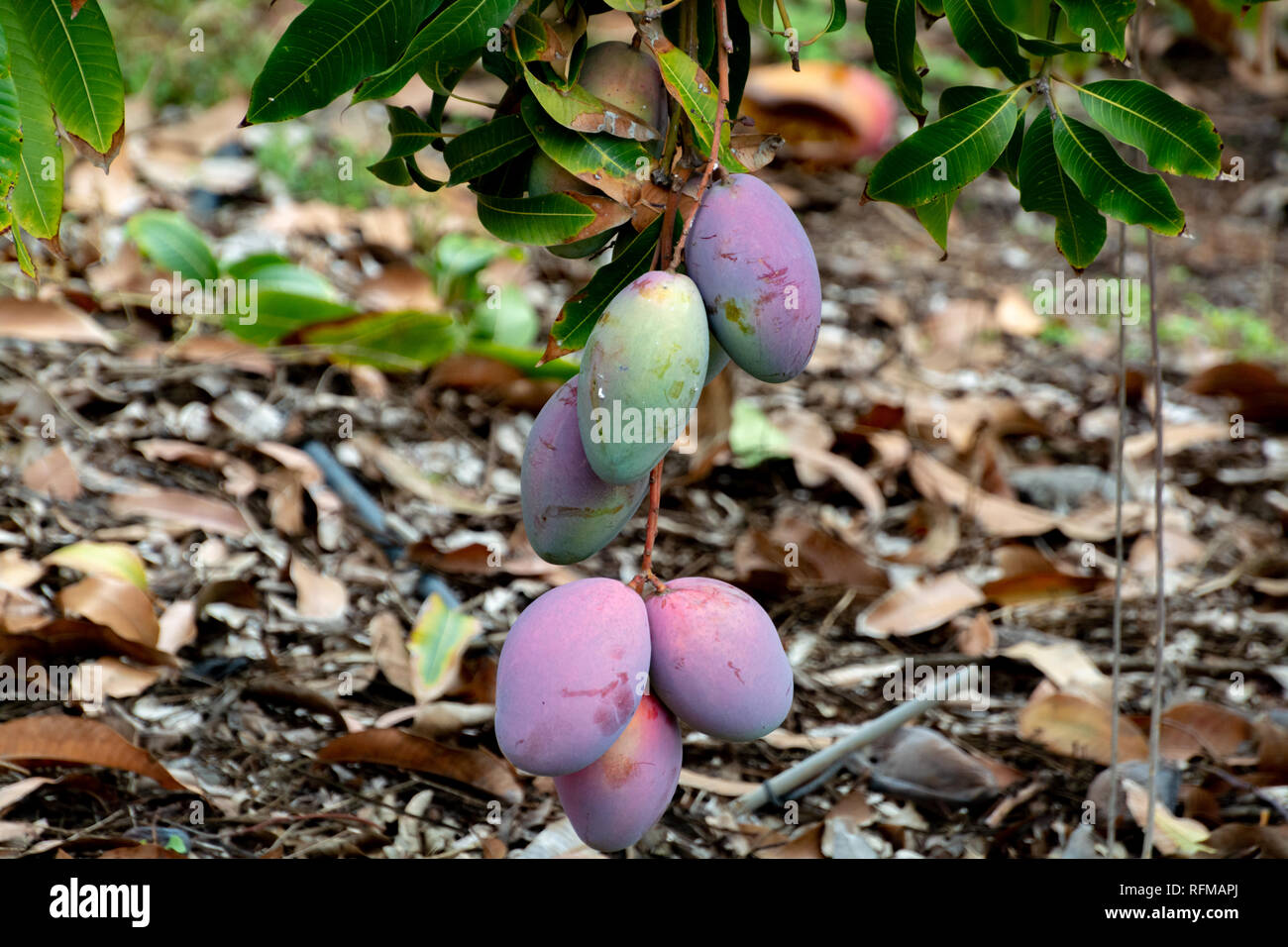 Tropical mango tree with big ripe mango fruits growing in orchard on ...