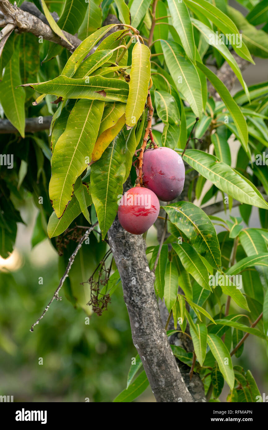 Tropical mango tree with big ripe mango fruits growing in orchard on ...