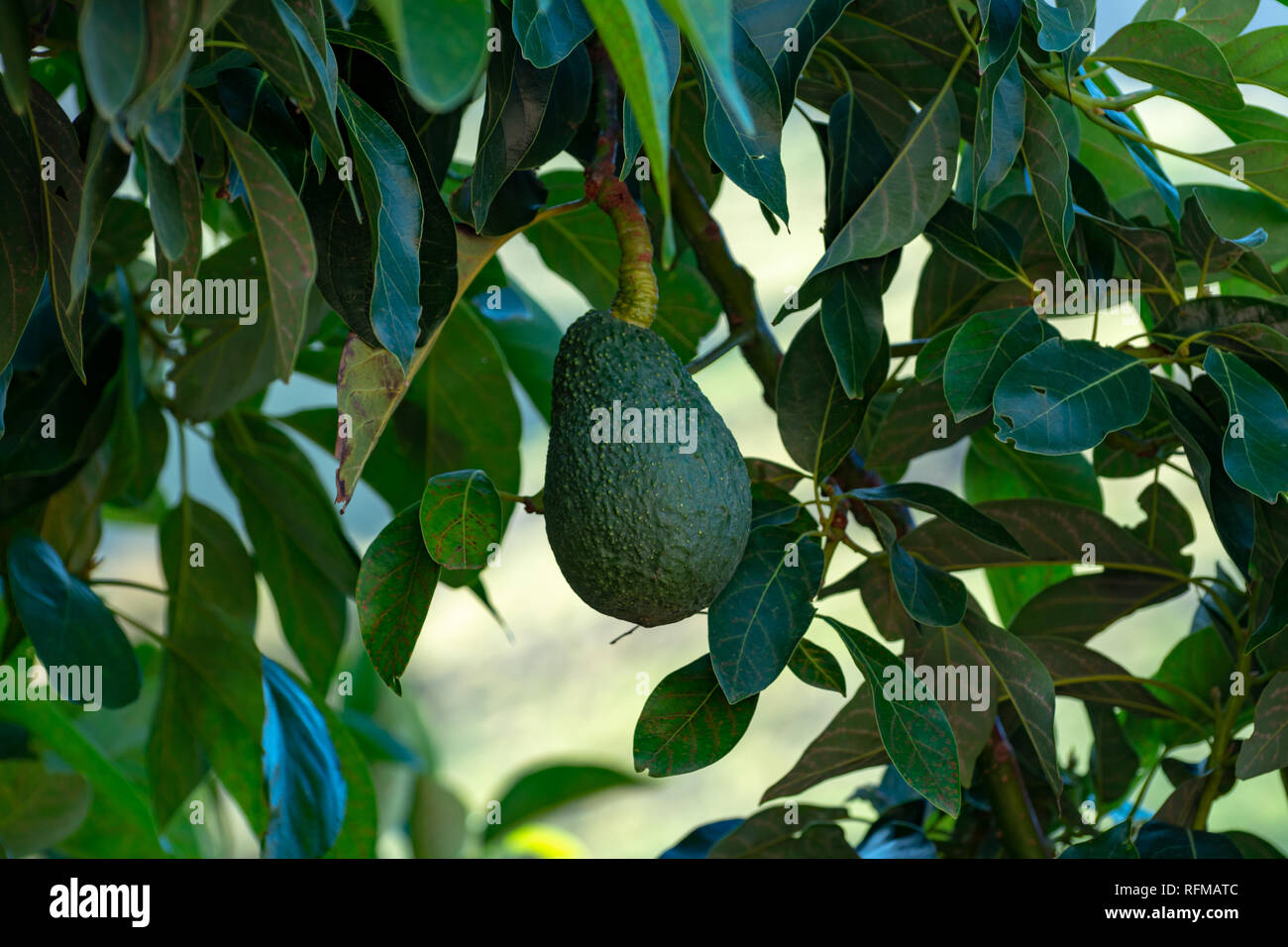 Tropical avocado tree with ripe green avocado fruits growing on ...
