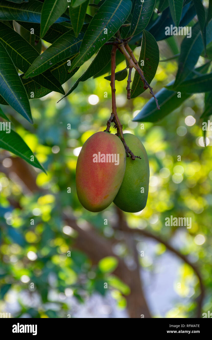 Tropical mango tree with big ripe mango fruits growing in orchard on ...