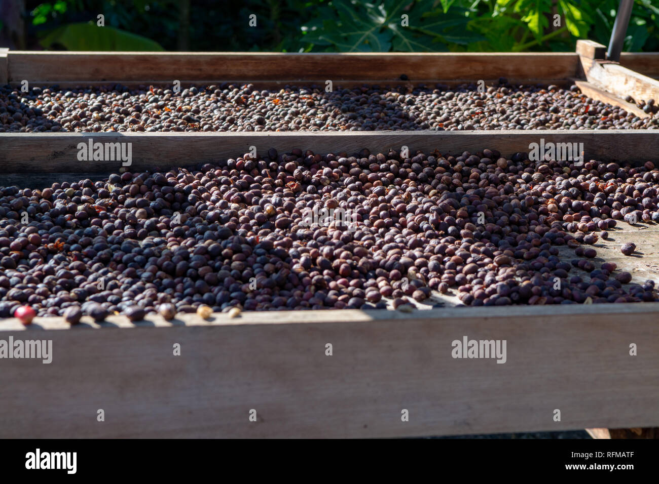 Traditional method of drying mature organic coffee beans on open grid ...