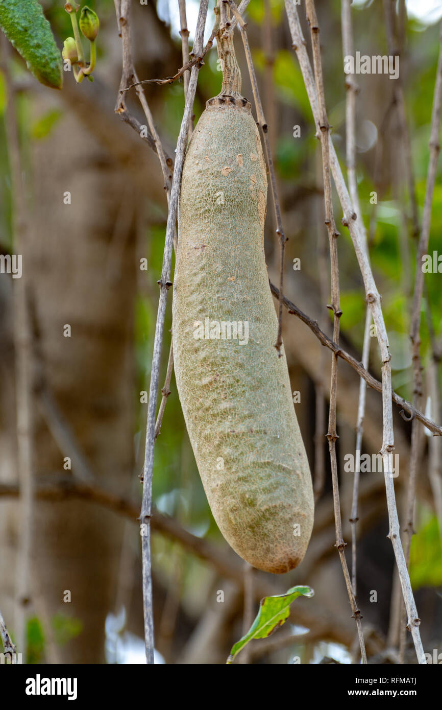 Kigelia pinnata hi-res stock photography and images - Alamy