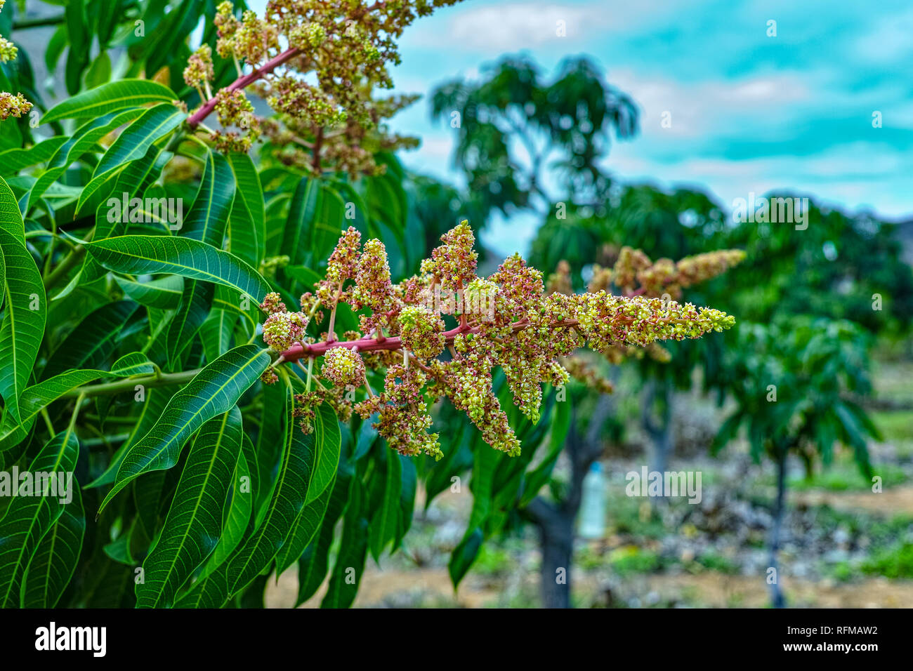 Seasonal blossom of tropical mango tree growing in orchard on Gran ...
