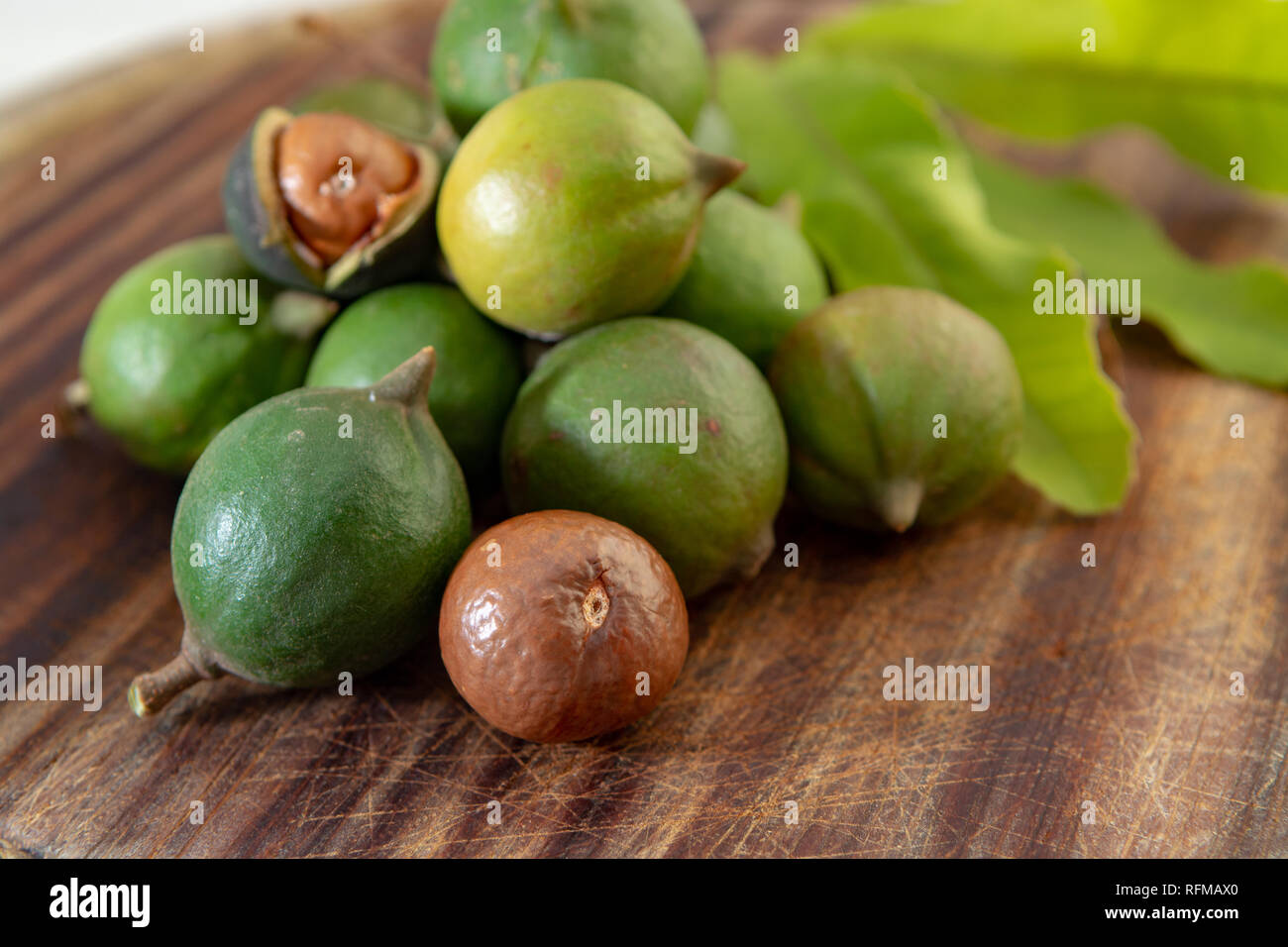 New harvest of ripe fresh Australian macadamia nuts in shell with ...